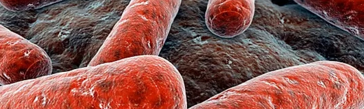 Exploring the Microbiome (bio)diversity - Biofortis